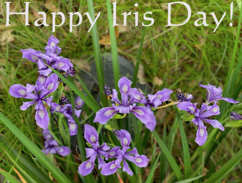 Happy Iris Day! – A WORLD 2 CELEBRATE