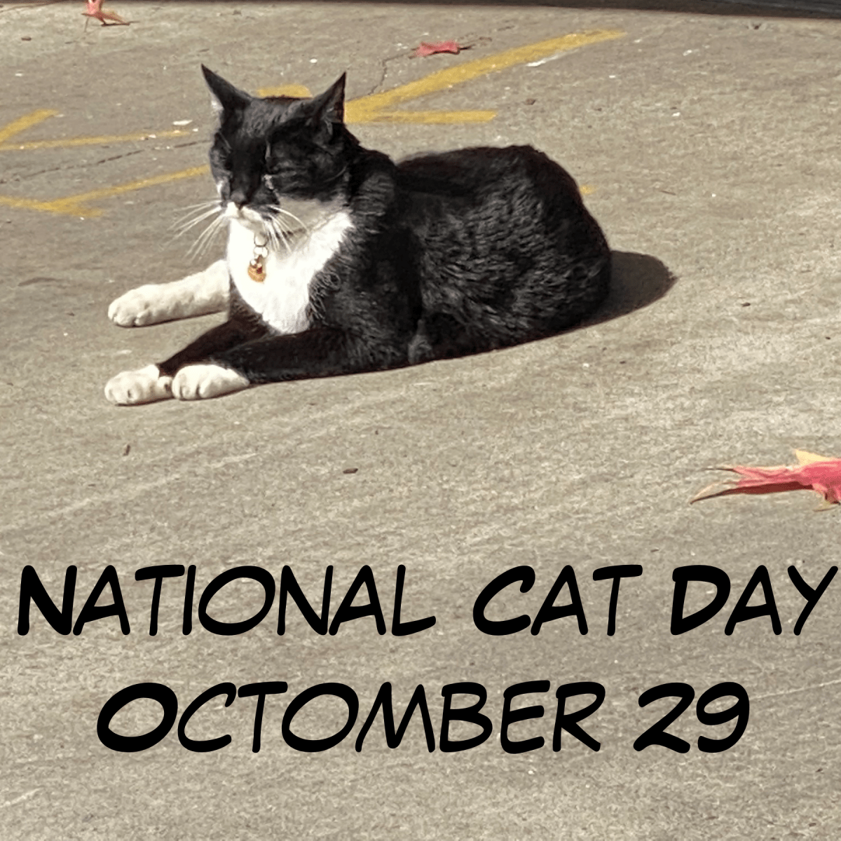 National Cat Day – A WORLD 2 CELEBRATE