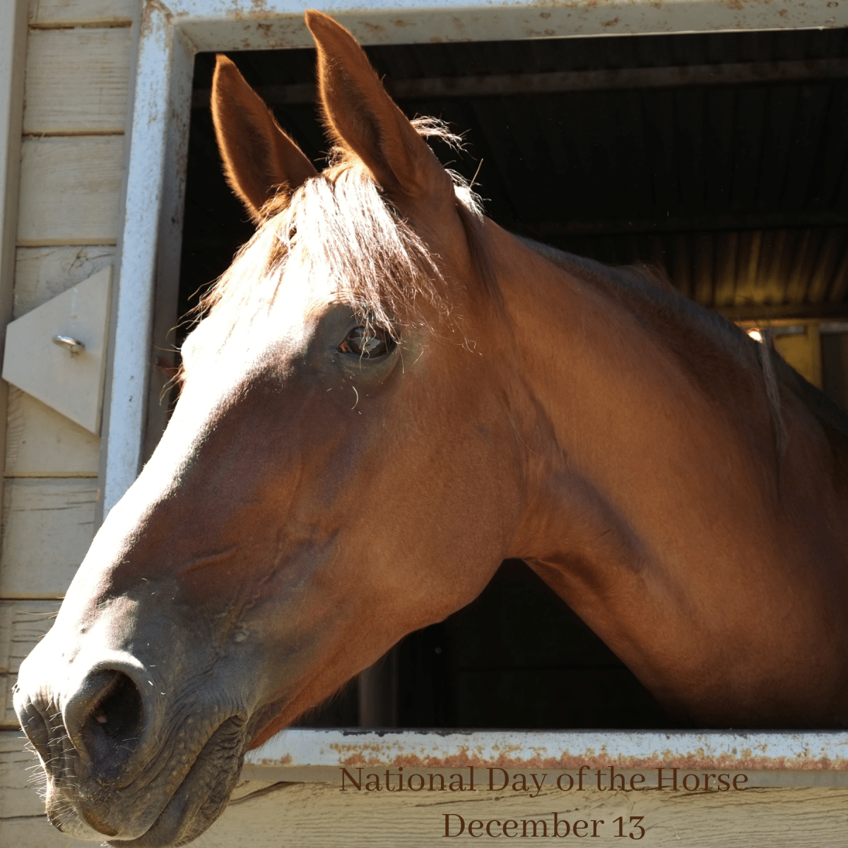 National Day of the Horse – A WORLD 2 CELEBRATE