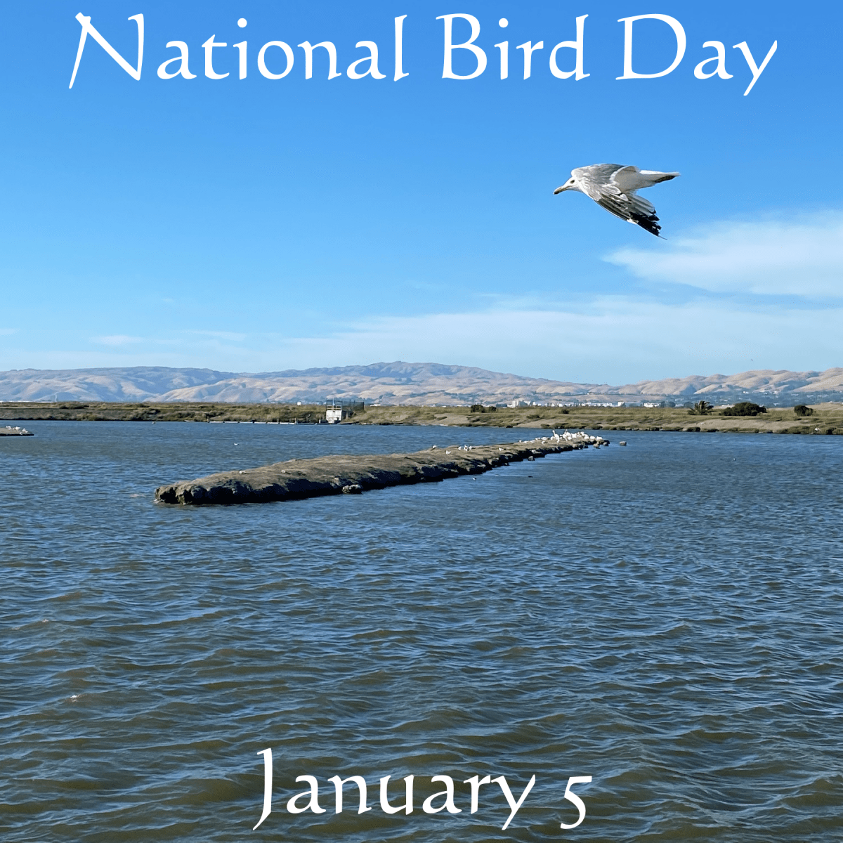 National Bird Day – A WORLD 2 CELEBRATE