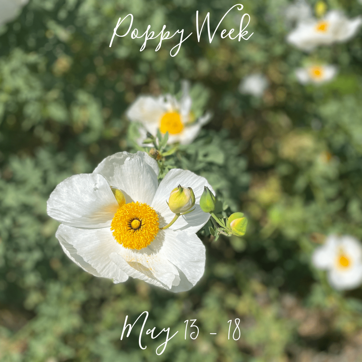 CALIFORNIA: Poppy Week – A WORLD 2 CELEBRATE
