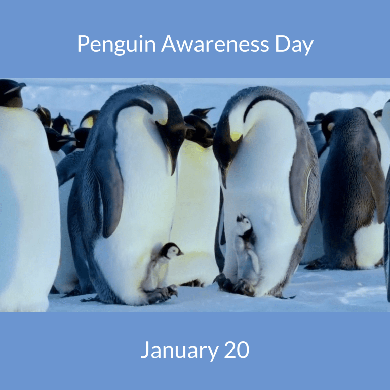 Penguin Awareness Day – A WORLD 2 CELEBRATE