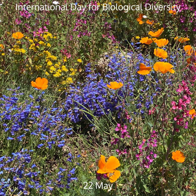 International Day for Biological Diversity 2023: Build Back ...